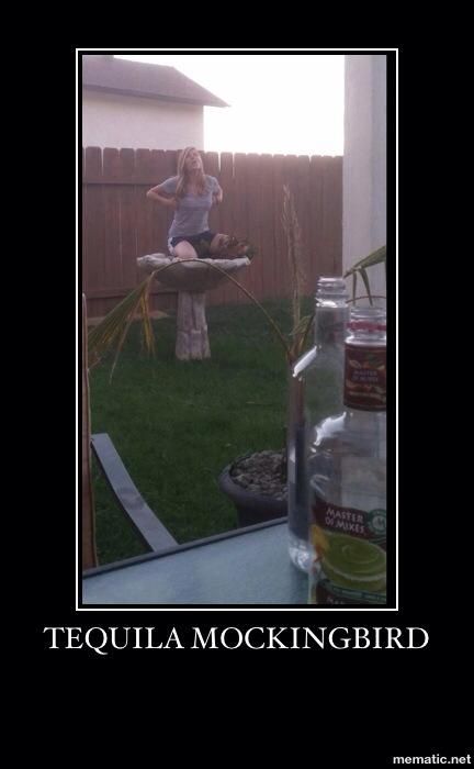 Tequila Mockingbird : r/pics