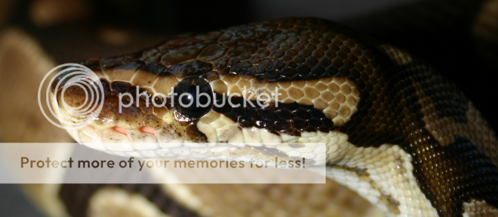 ball pics | Reptile Forums