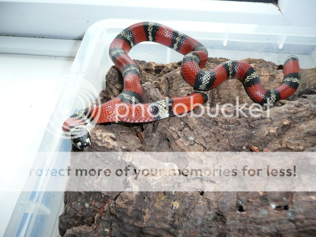 2 Headed snake - Siamese | Page 17 | Reptile Forums