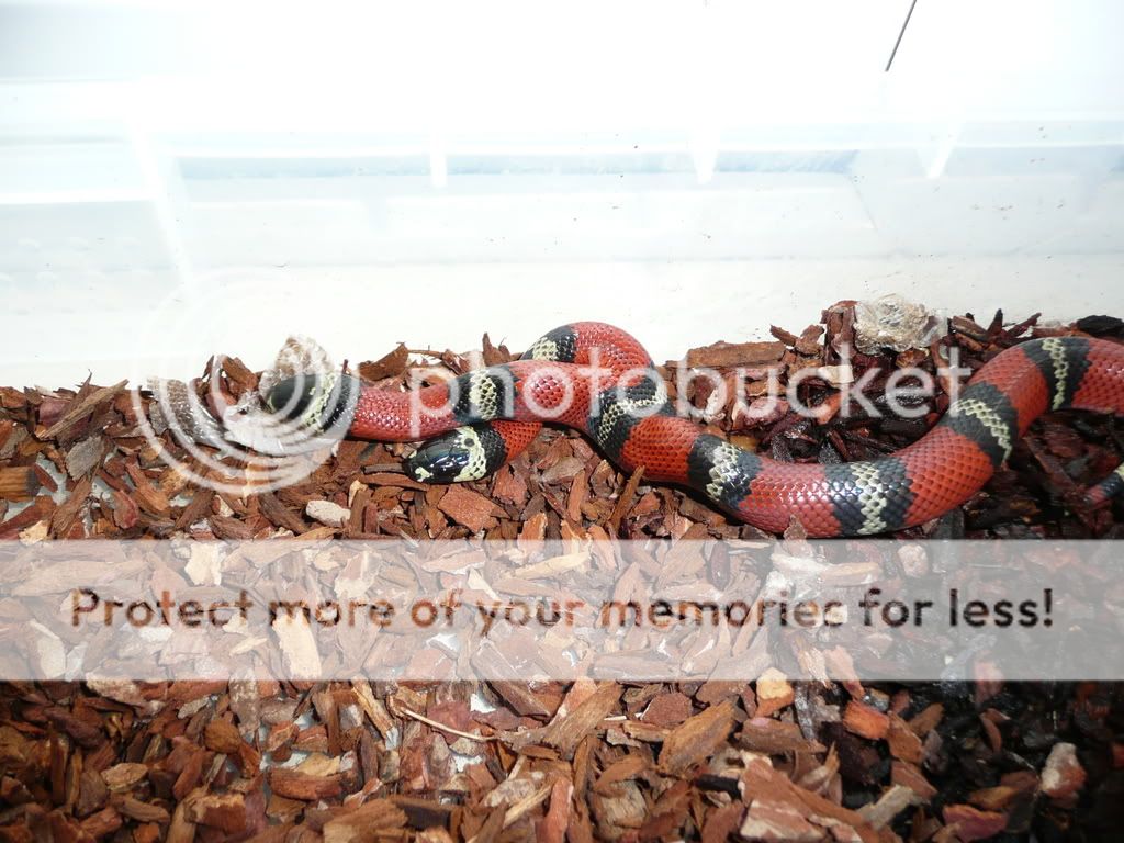 2 Headed snake - Siamese | Page 17 | Reptile Forums