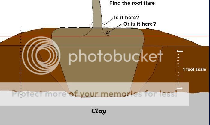 Landscapers planted tree with root ball six inch above ground.